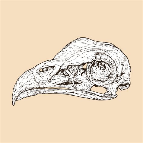 Secretary Bird Skull Head Vector Illustration 14976205 Vector Art At