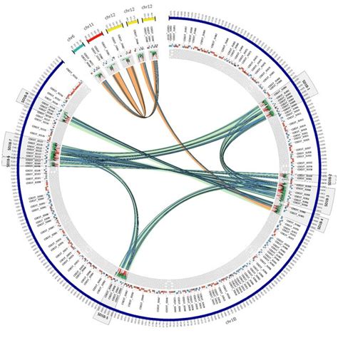 Circos Plot Showing C Destructivum Segmental Duplications Larger Than