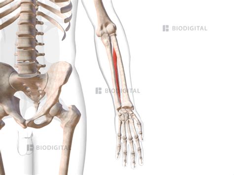 Left Extensor Digiti Minimi Biodigital Anatomy