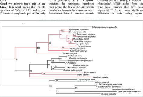 phylogenetic tree constructed from alignment and maximum likelihood