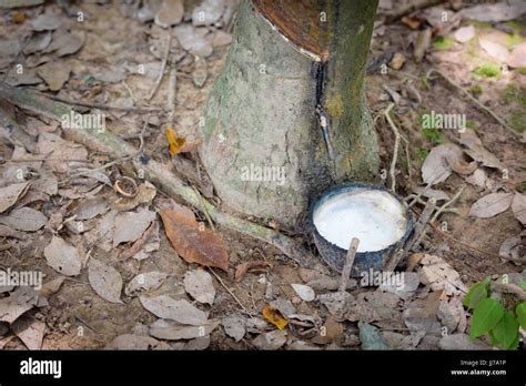 Latex From Rubber Tree Stock Photo Alamy