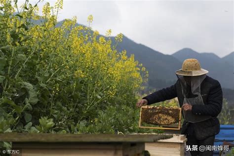 蜜蜂與巢脾的關係，原來這麼重要，你知道這些嗎？ 每日頭條