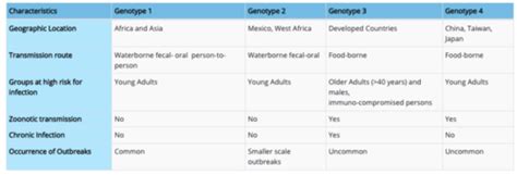 Hepatitis Flashcards Quizlet Hepatitis Flashcards Quizlet