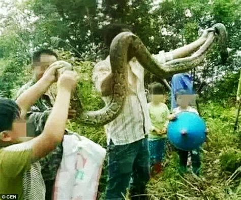 Chinese Men Hunt Slaughter And Cook An Endangered Python And Share