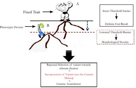 Figure 1 From A Systems View Of Waddingtons Genetic Assimilation