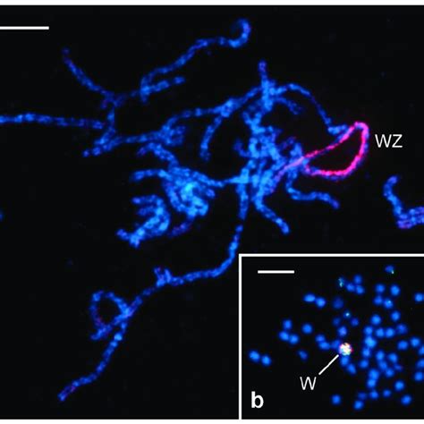 Wz Sex Chromosome System In Lepidoptera Chromosomes Were Stained With
