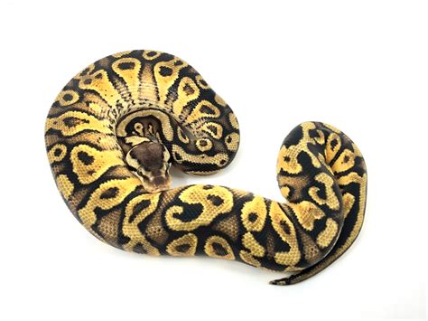 Striker Ball Python Traits Morphpedia Striker Ball Python Traits Morphpedia