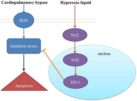The Effects Of Hyperoxia Liquid Regulate Cardiopulmonary Bypass‑induced