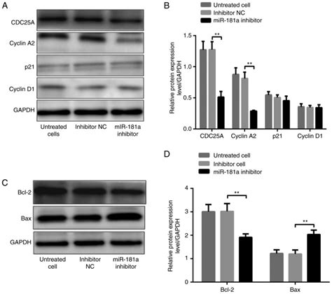 Microrna 181a Promotes Cell Proliferation And Inhibits Apoptosis In