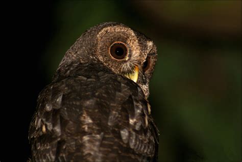 Bellas Aves De El Salvador Ciccaba Strix Virgata Búho Café Moteado