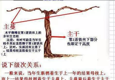葡萄种植常用术语讲解