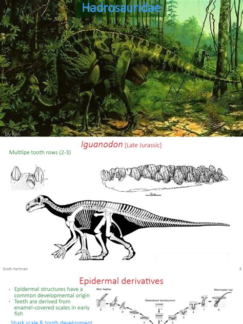 08 Hadrosauridae Pdf Tooth Dinosaurs