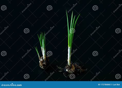 Two Green Sprouts Of Crocus Sativus With Buds Sprouting From Corms On A