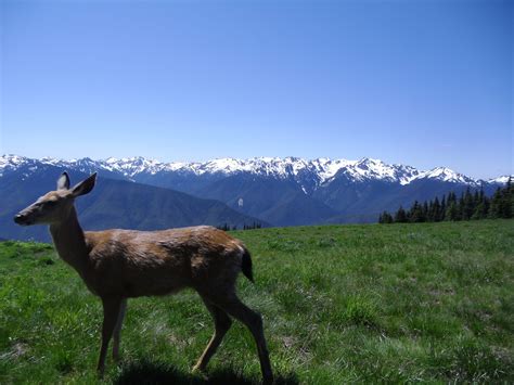 Olympic Get Into The Wildlife
