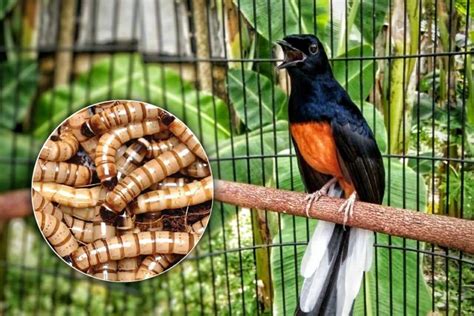 Kaya Akan Protein Perhatiakan 4 Efek Samping Ulat Hongkong Untuk Murai