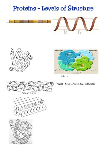 A Level Biological Molecules Proteins Teaching Resources