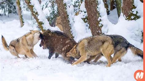 هكذا تمسك الذئاب فرائسها Youtube