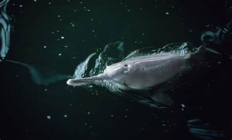 River Dolphins Whale And Dolphin Conservation Usa