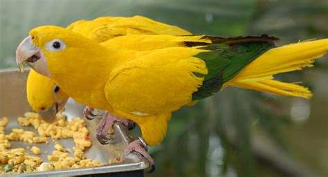Golden Parakeet Hd Wallpaper 20923 Baltana