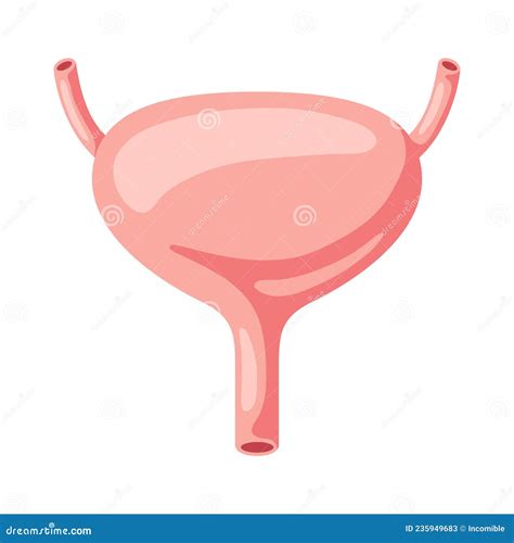 Illustration Of Bladder Internal Organ Human Body Anatomy Health Care