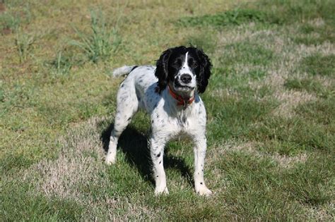 Akc Field Bred English Cocker Pups