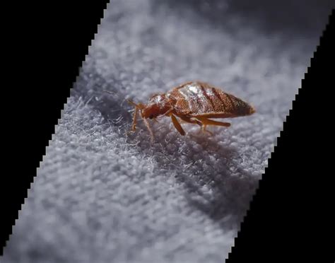 Bed Bug Control London Bed Bug Removal Services In London