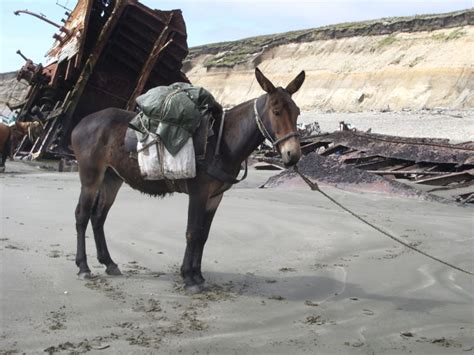 Difference Between A Donkey And A Mule
