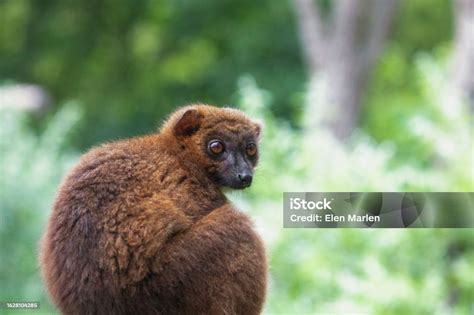 길고 아름다운 꼬리를 가진 붉은 앞 갈색 여우 원숭이 Iucn 레드리스트에 대한 스톡 사진 및 기타 이미지 Iucn 레드