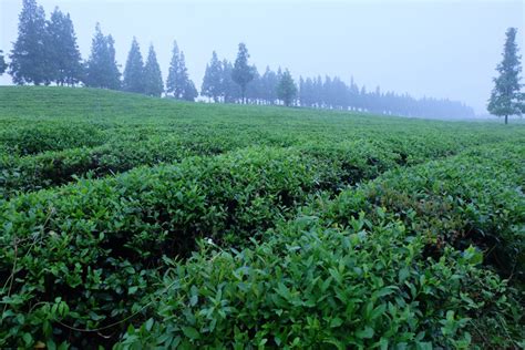 描写雨中茶园雨中的茶园更美了雨中茶园说说大山谷图库