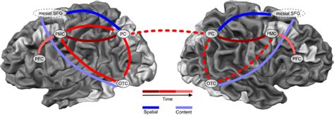 Dynamic Network Model Of Spatial Imagery This Figure Depicts The