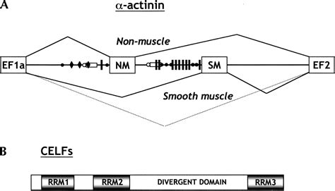 Antagonistic Regulation Of α Actinin Alternative Splicing By Celf Proteins And Polypyrimidine