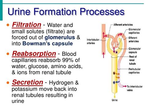 Process Of Filtration In Urinary System At Tammy Hodges Blog