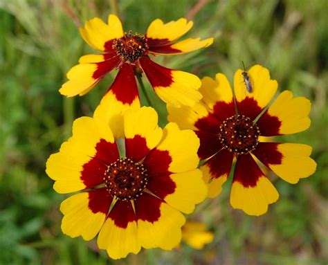 Coreopsis Tinctoria Calliopsis Tickseed 200 Seeds