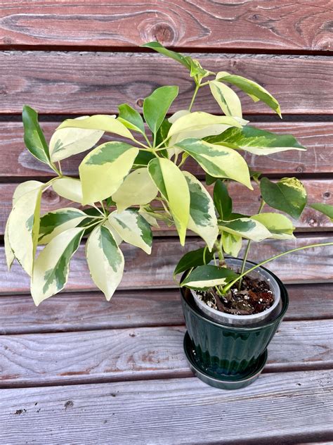 Schefflera Arbicola Variegated Aka Dwarf Umbrella Tree Scotts Exotic