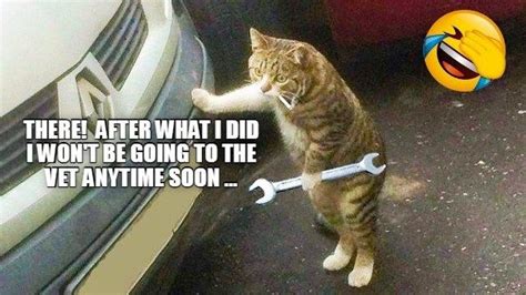 Fixed Funny Cat Memes Funny Cats Silly Cats Cheezburger Lol Author