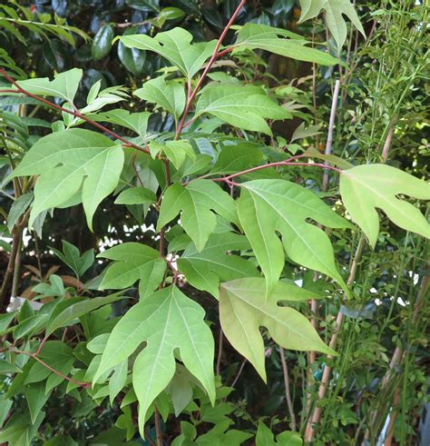 Lindera Triloba Trees And Shrubs Online