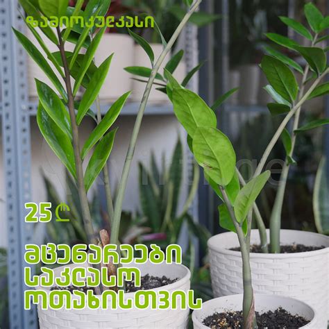 მცენარეები საკლასო ოთახისთვის 🪴🪴 ზამიოკულკასი კალანხოე 25 ლარად სურათებში რეალურ მცენარეებს და