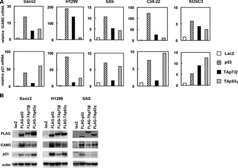 Identification And Characterization Of The Intercellular Adhesion