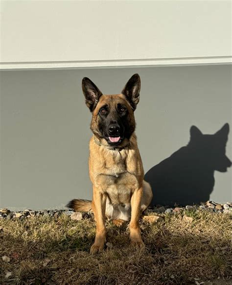 Lee County Sheriffs Office K9 Henry Awarded A ‘healthcare For K9