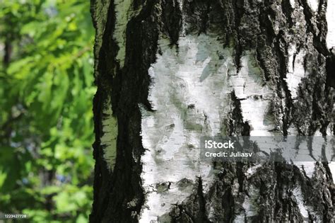 여름에 는 녹색 자작 나무 잎자작나무 숲에서 흰색 자작 나무 껍질과 아름다운 자작 나무 0명에 대한 스톡 사진 및 기타 이미지