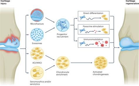 Advancements In Cartilage Regeneration Future Of Joint Repair Glrya