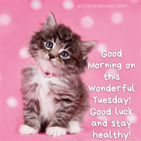 Good Morning Tuesday Picture Cat Picturesdown
