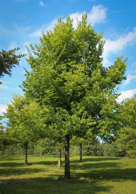 Hackberry Halka Nurseries