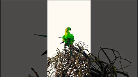 Rose Ringed Parakeet Mating Nikon Z180600 Viralshort Shortvideo