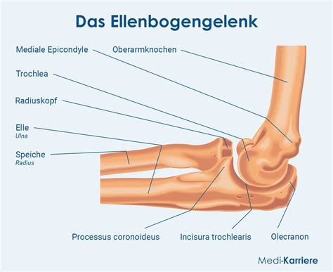 Olecranon Anatomy Elbow Ottawa Msk