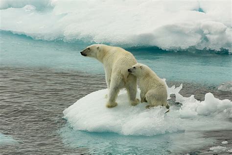 6 Animales En Peligro De Extinción Que Se Deberían Proteger