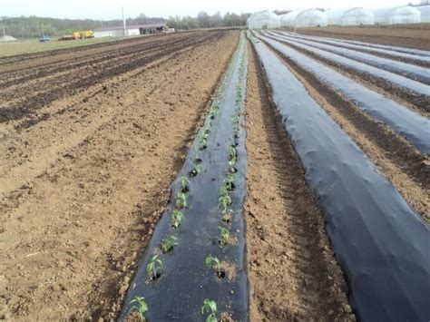 Malč Folija 12m X 1000m 30mic Daios