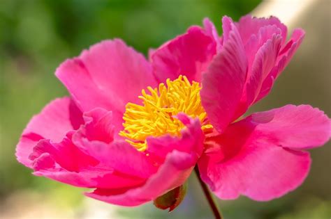 Божур Цвете Розово Безплатни фотографии на Pixabay