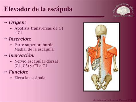 Ppt Unidad 2 Dorso Powerpoint Presentation Free Download Id656835