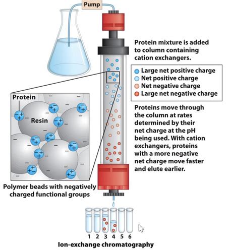 Lecture 5 Protein Sorting Structure And Folding Flashcards Quizlet